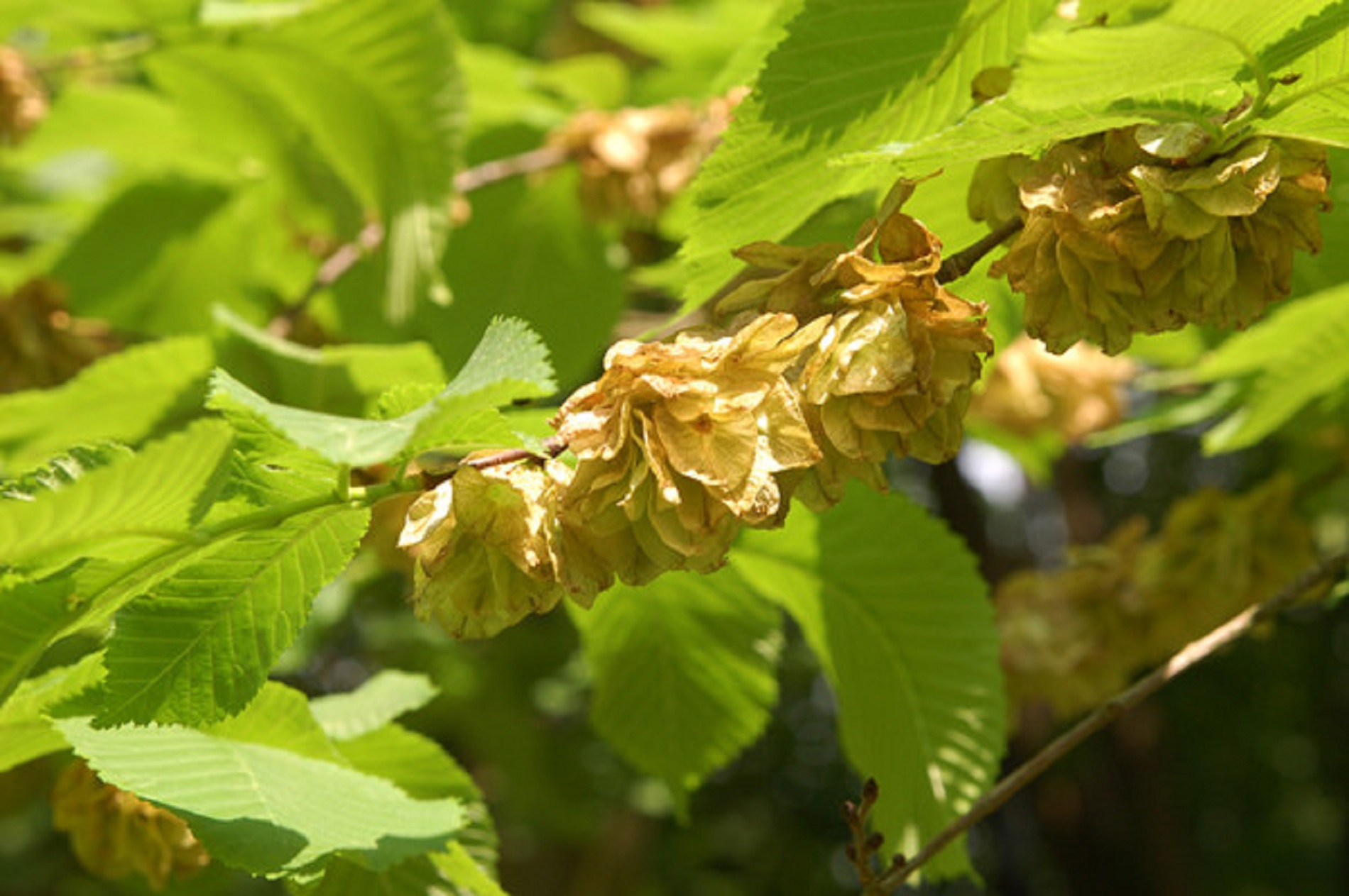 Schwäbischer Albverein Freiberg – Freiberg